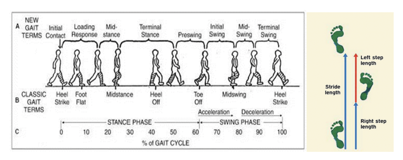 Pelvic Gait Mechanics – ZacCupples.com