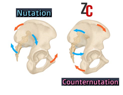 The Pot Belly Cause NO ONE is Talking About – ZacCupples.com