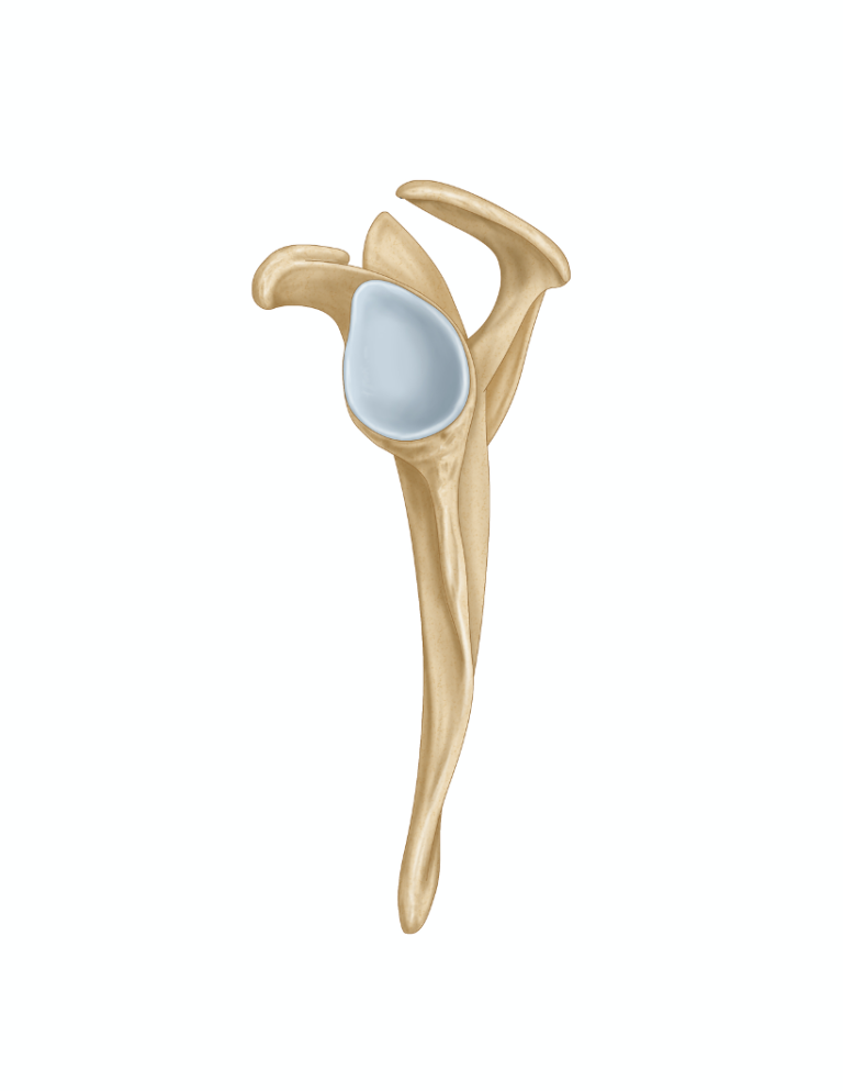The Hidden Cause of Scapular Winging (That Experts Miss) – ZacCupples.com