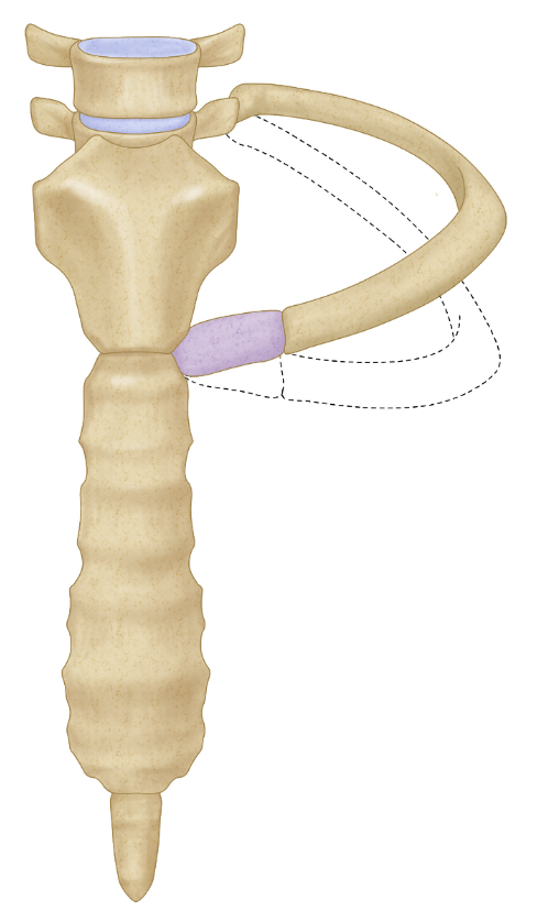 The Last Ribcage Post You’ll Ever Need – ZacCupples.com