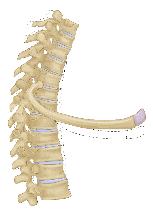 The Last Ribcage Post You’ll Ever Need – ZacCupples.com